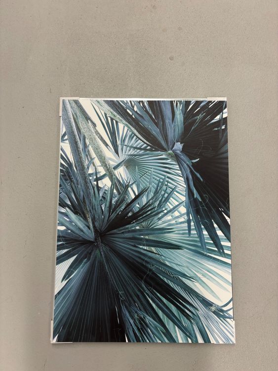 Palmenbild Poster mit Rahmen 50x70cm (Gebraucht) in Zürich für CHF 20 ...
