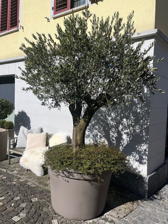 Topf Fur Olivenbaum Kaufen