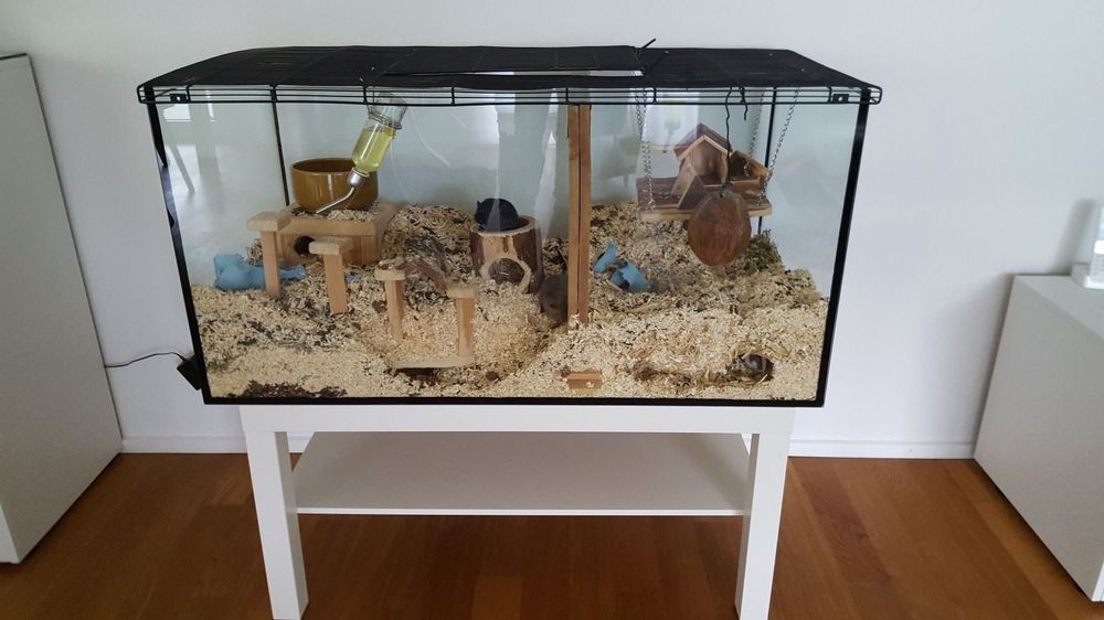 Käfig für Mäuse, Hamster, Terrarium 100x50x50 (Gebraucht) in Kriens für ...