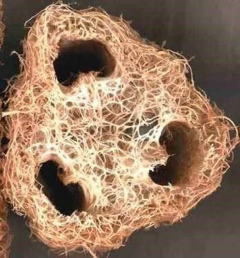 Courge éponge végétale !! 10g (Neu und originalverpackt) in für CHF 11 ...