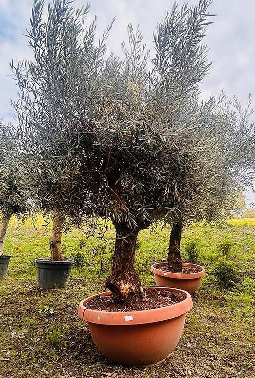 Olivenbaum "Big-Bowl" I (Gebraucht) in Zuckenriet für CHF 780 – nur Abholung auf Ricardo kaufen