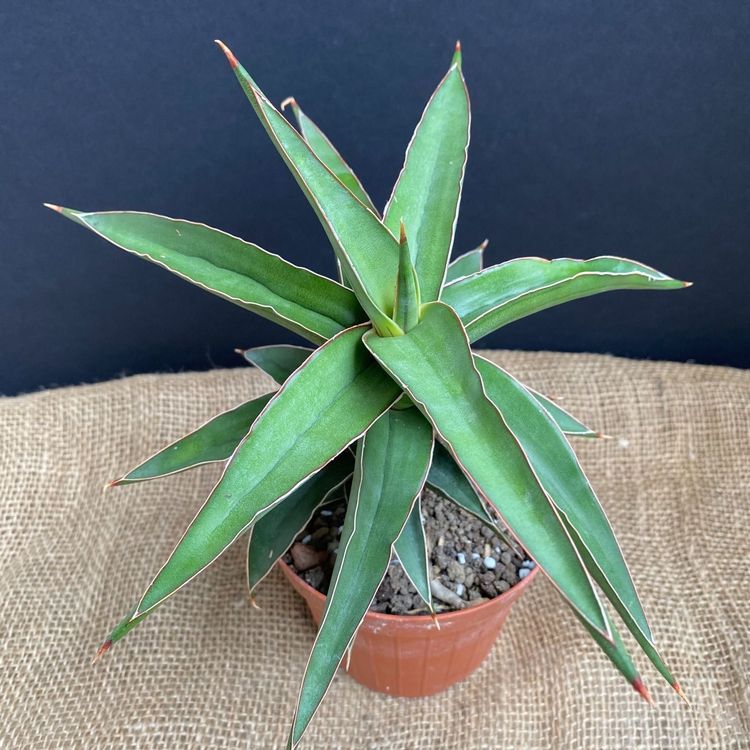 Sansevieria lavranos . (Neu (gemäss Beschreibung)) in Adliswil für CHF 117 – mit Lieferung auf ...