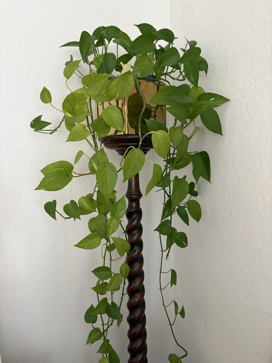 Devils ivy plant with pot (Gebraucht) in Luzern für CHF 80 – nur ...