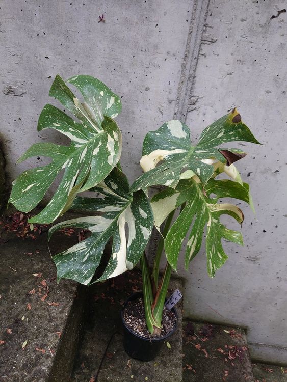 Monstera Thai Constellation "Yellow Star" | Kaufen auf Ricardo