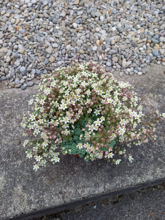 Sukkulente: Sedum dasyphyllum 'Silver Roses' | Kaufen auf Ricardo