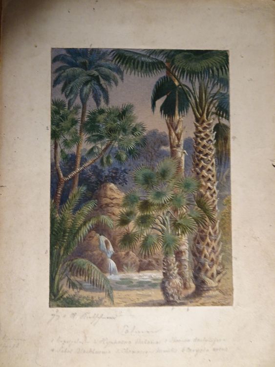 Botanische Forschungszeichnung Palmen Aquarell sign.19.Jahrh | Kaufen auf Ricardo