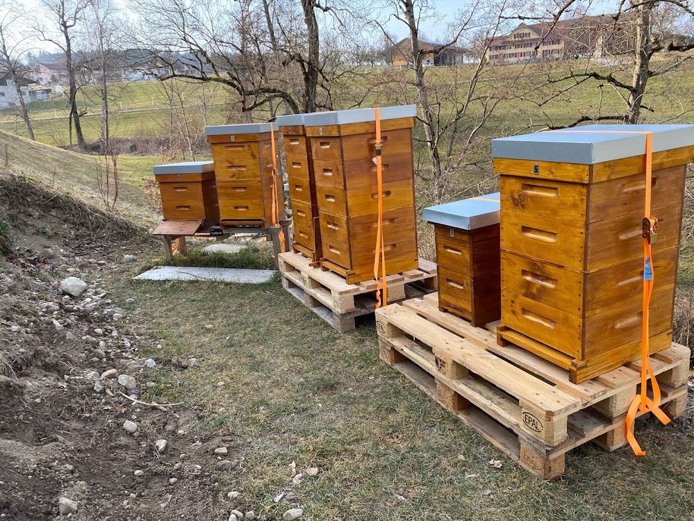 Bienenkasten Langstroth - komplettes System - Magazin (Gebraucht) in ...