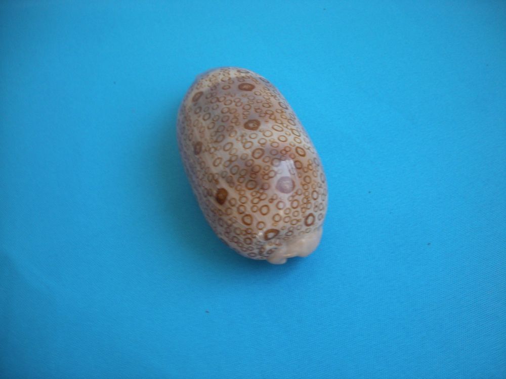 Lange schöne "Cauri-Muschel" in Farbe Braun 9 cm (Gebraucht) in ...