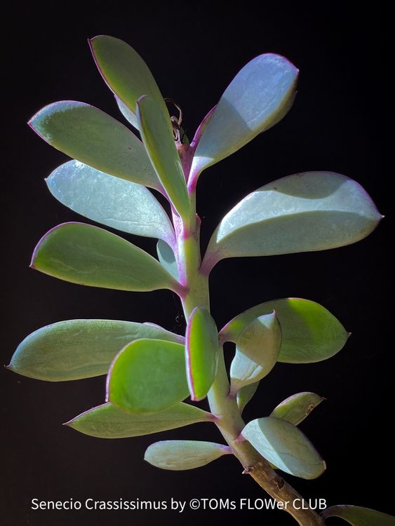 Senecio Crassissimus (Neu (gemäss Beschreibung)) in Adliswil für CHF 22 – mit Lieferung auf ...