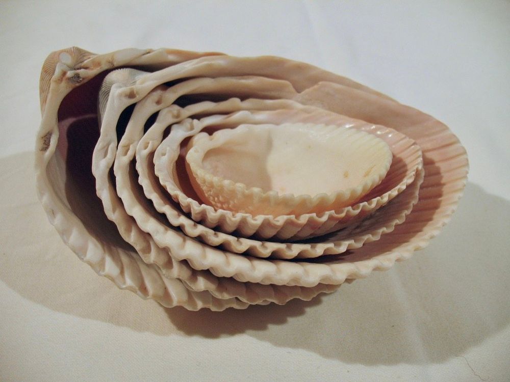 Muschel Set Meeres Muscheln Deko Aquarium (Neu (gemäss Beschreibung ...