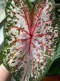 Caladium Carousel Pflanze | Kaufen auf Ricardo