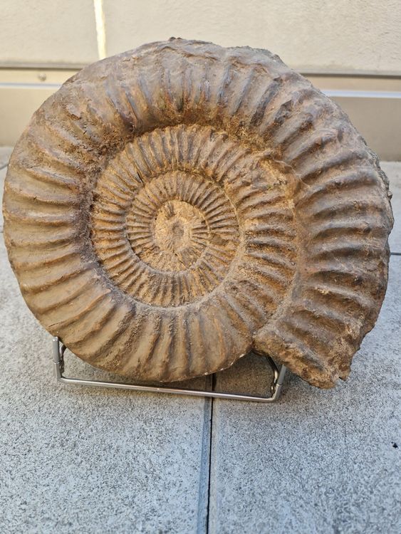 Grosser Ammonit aus Frick | Kaufen auf Ricardo