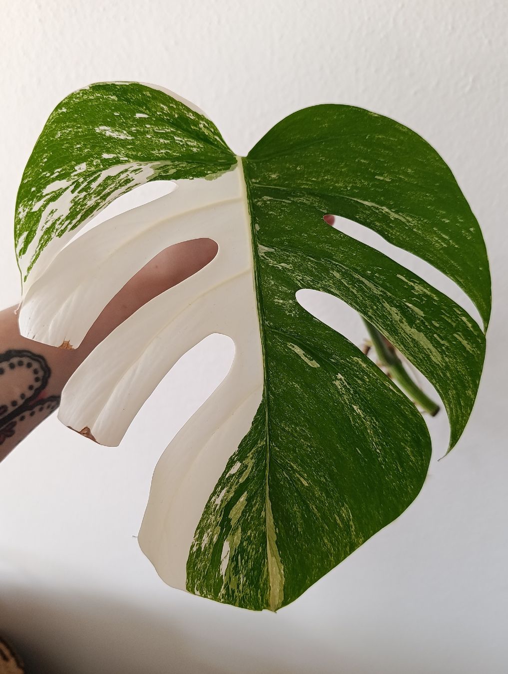 Monstera Deliciosa Variegata Samen