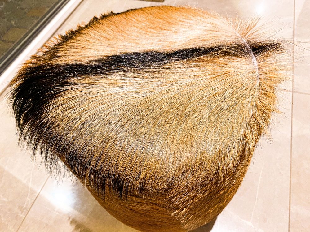 Schöner rustikaler Schweizer Hocker mit Fellbespannung (Gebraucht) in Heiligkreuz (Mels) für CHF ...