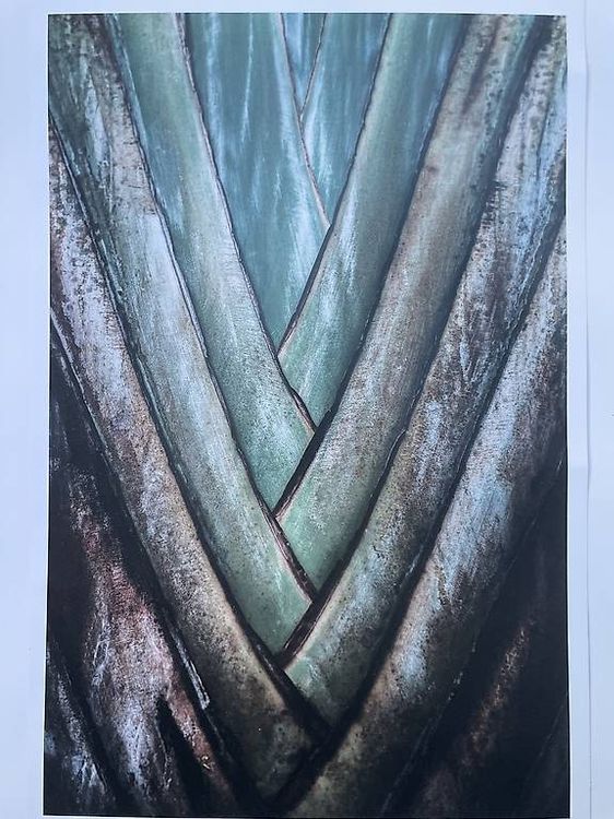 Poster Pflanze 45 x 30cm | Kaufen auf Ricardo