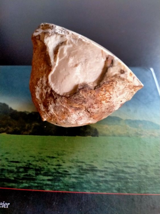 Actaeonella versteinerte Schnecke Mineralien Fossilien Deko (Gebraucht ...