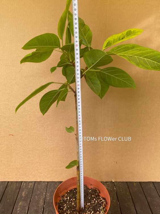 Ficus Altissima Aurea Variegata - 60cm Stämmchen | Kaufen auf Ricardo