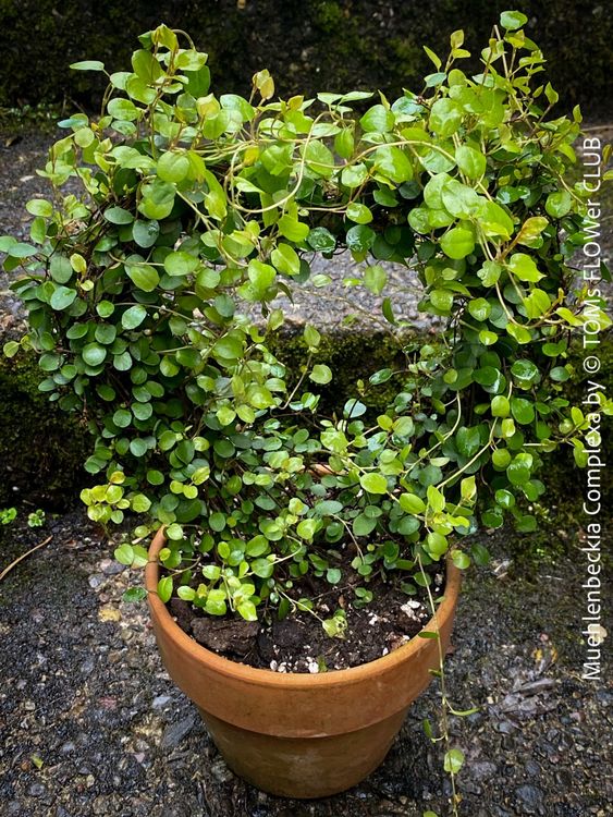 Muehlenbeckia Complexa - in der Herz-Form - immergrün (Neu und originalverpackt) in Adliswil für ...
