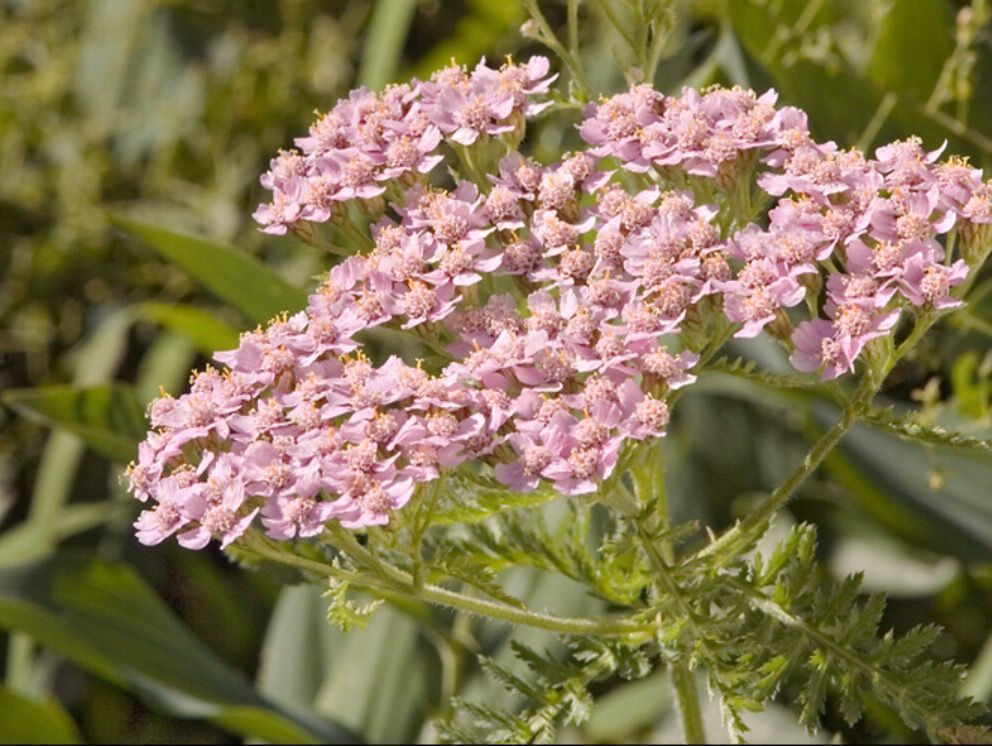 SCHAFGARBE - YARROW GREATER - ACHILLEA DISTANS - ROSA | Kaufen auf Ricardo
