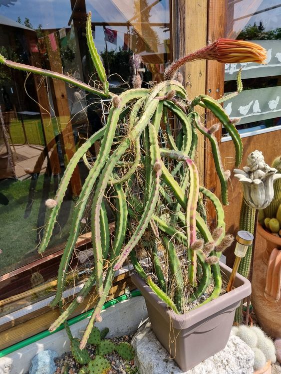 Königin der Nacht (1) (Gebraucht) in Wiedlisbach für CHF 79 – nur Abholung auf Ricardo kaufen