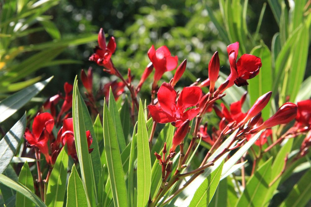 Oleander Rote Bltter