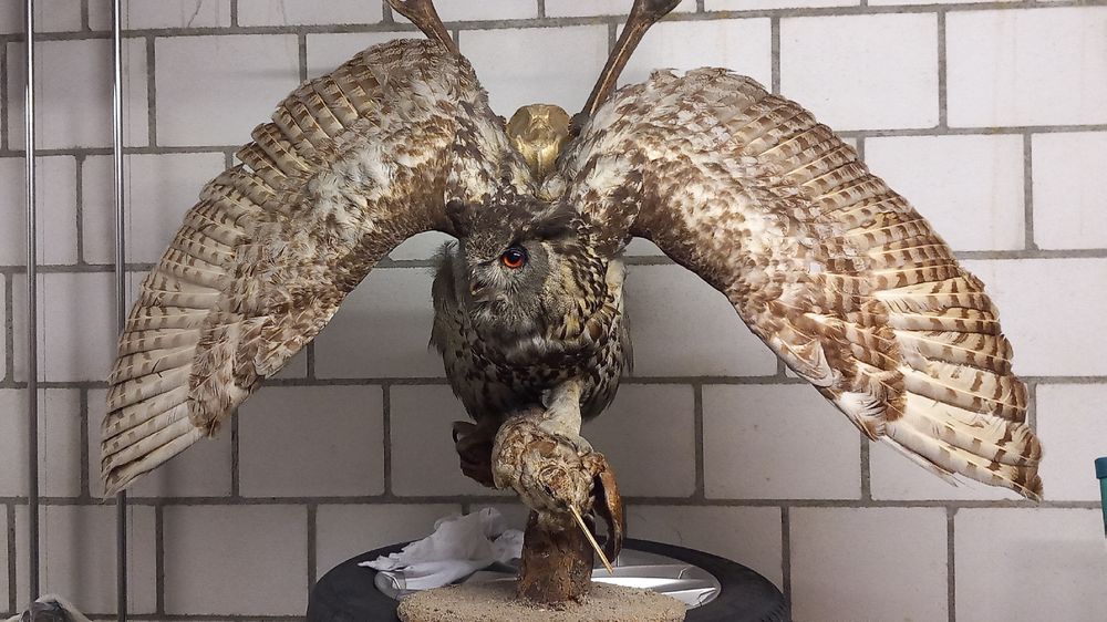 Prächtiger Uhu mit Beute, Präparat. | Kaufen auf Ricardo