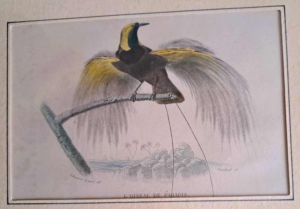 L'Oiseau de Paradis (Der Paradiesvogel), Edouard Traviès | Kaufen auf Ricardo