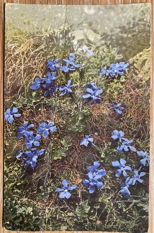 gentiana verna - Frühlingsenzian | Kaufen auf Ricardo