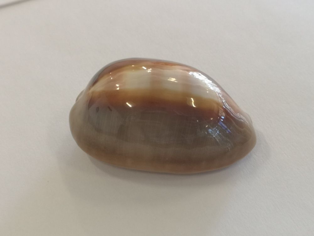 Muschel Onyx Kauri Cypraea Ventrikulus Muscheln Cebu 54mm (Neu (gemäss ...