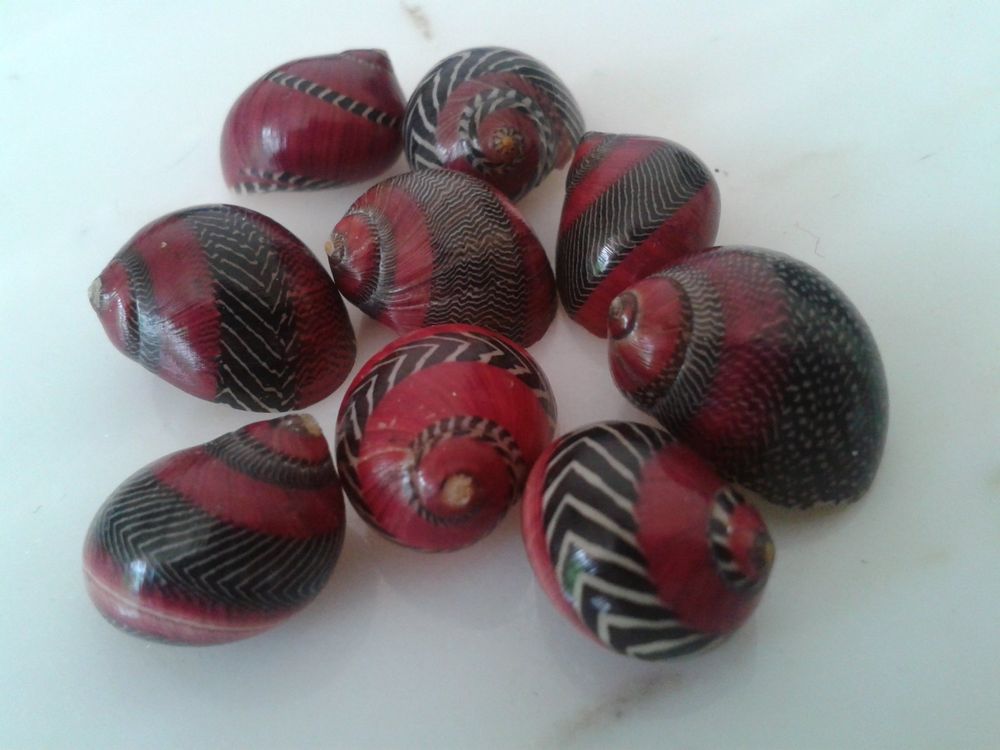 9 kleine schöne Muscheln/Schneckenhäuschen rot/schwarz | Kaufen auf Ricardo