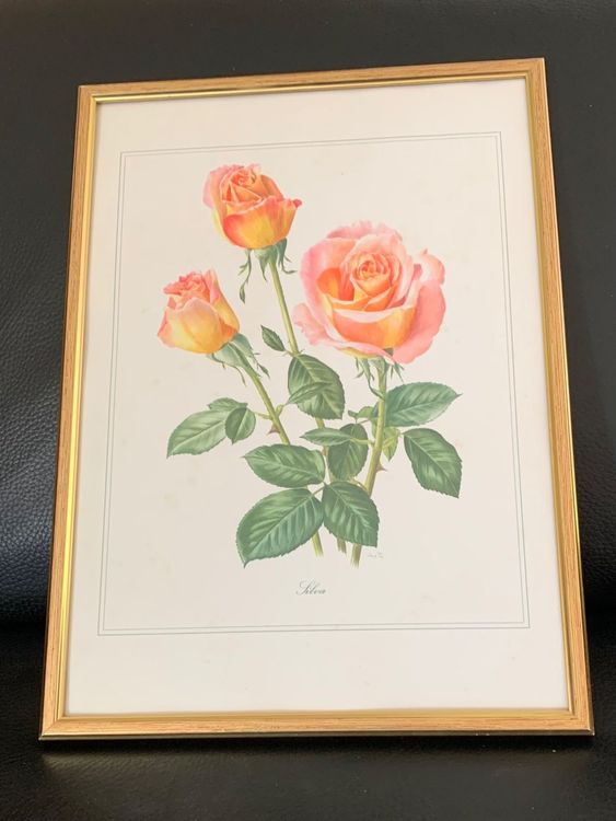 Bild Rose Silva 36x26.5cm | Kaufen auf Ricardo
