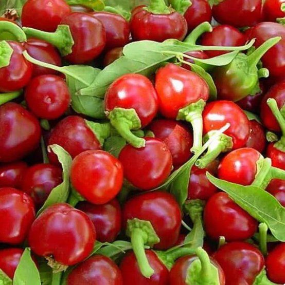 Chili, Kirschchili "Bacio del Diavolo" 35.000 SHU/ 5 Samen (Neu (gemäss ...