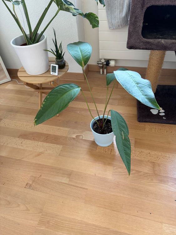 Anthurium microphyllum | Kaufen auf Ricardo