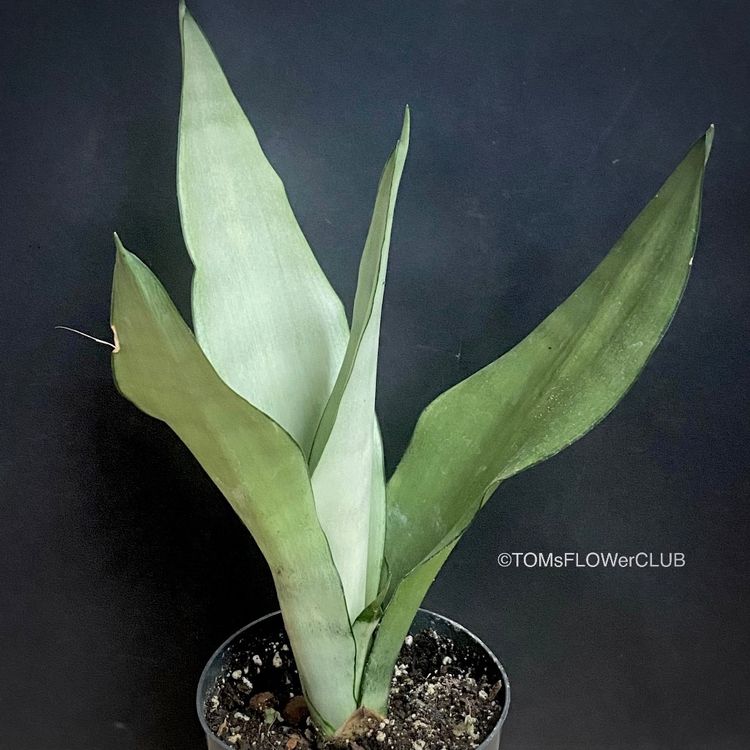 Sansevieria Trifasciata Moonshine | Kaufen auf Ricardo