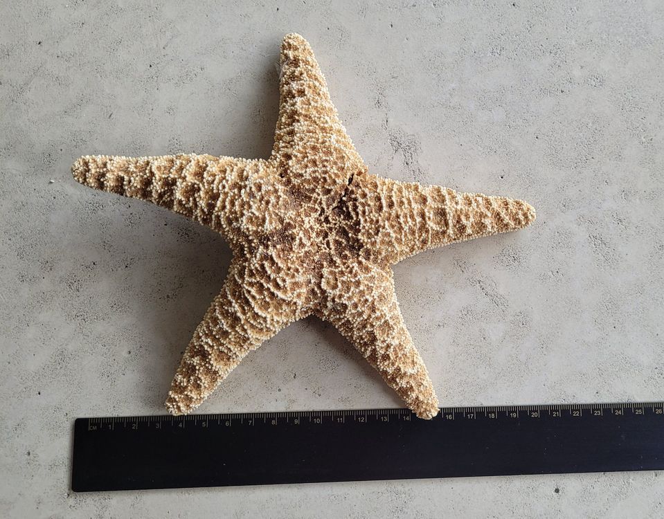 grosser Seestern (Gebraucht) in Grosshöchstetten für CHF 10 – mit ...