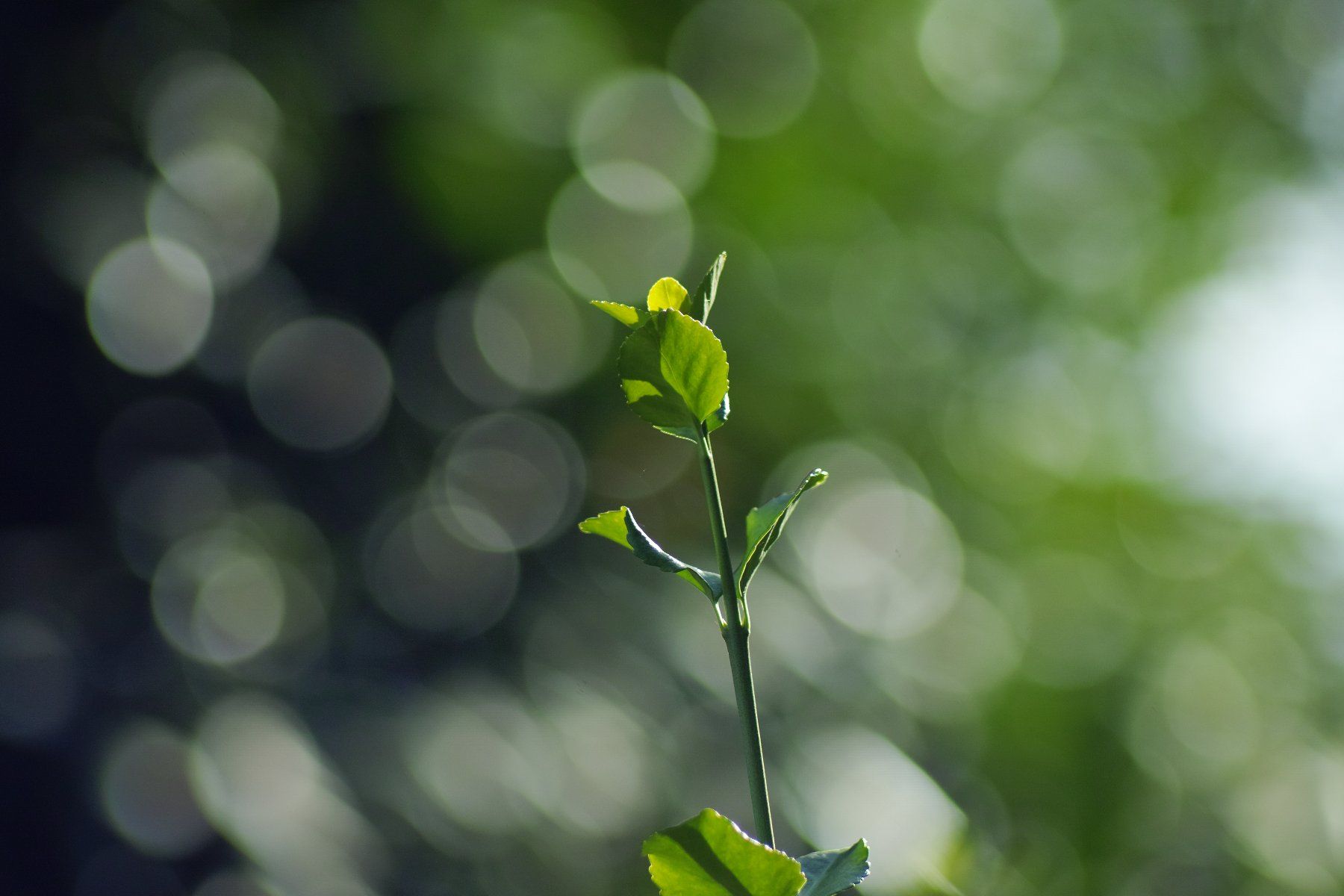 AusVerkauf Bokeh Pentacon 135mm F2.8 M42 15 Lamellen 517 #v2 (Neuf ...