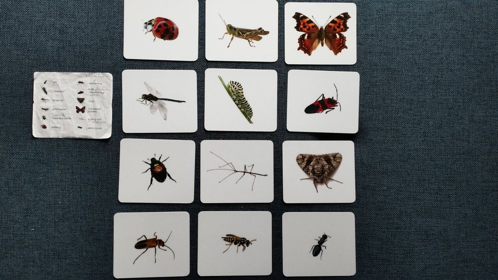Montessori 3 Stufen Lektion Insekten - 3 part lesson insects | Kaufen ...