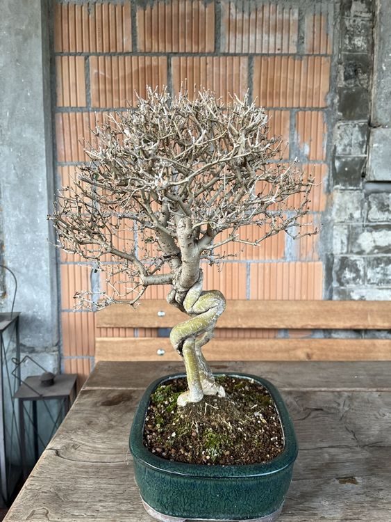 Ligustrum japonicum 27 Jahre Neagari Wurzelform | Kaufen auf Ricardo
