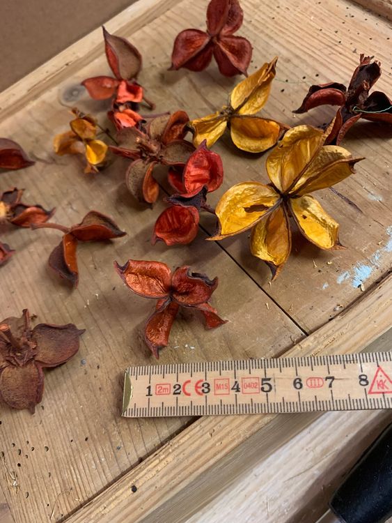 Naturmaterial, rötliche Buchennüsse Bucheckern, ca. 500gr (Gebraucht ...