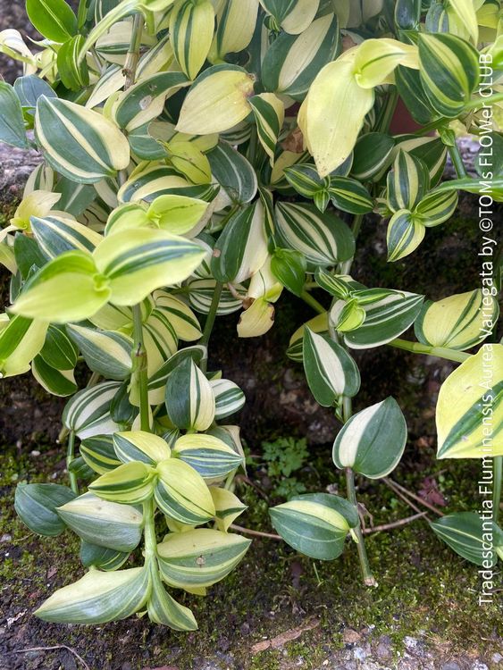 Tradescantia Fluminensis Aurea Variegata - STECKLING | Kaufen auf Ricardo