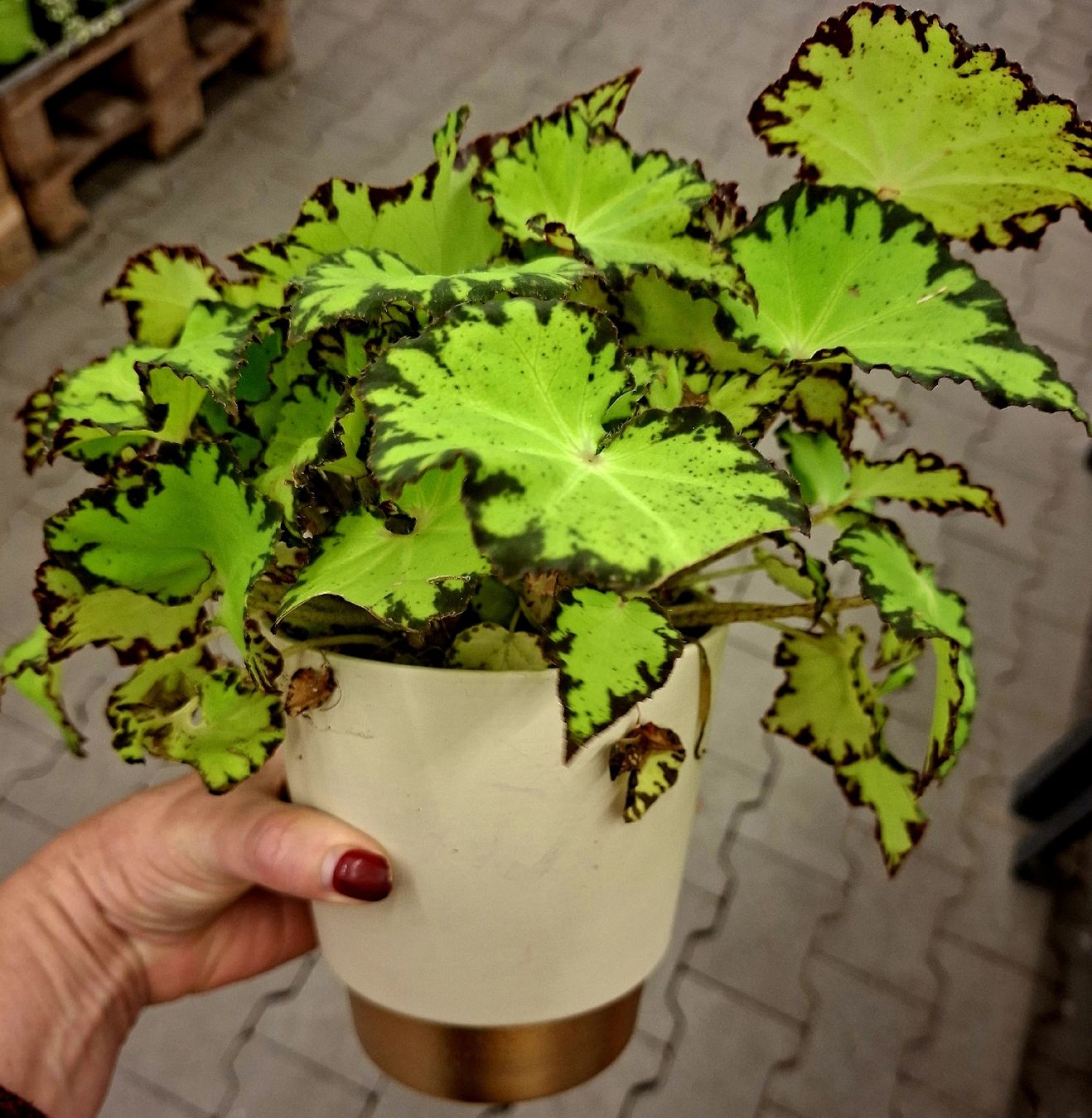 RARE Begonie "Rex Jive" D 30 cm, im Keramiktopf, für drinnen (Neu und ...