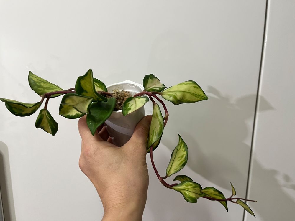 Hoya carnosa Tricolor | Kaufen auf Ricardo