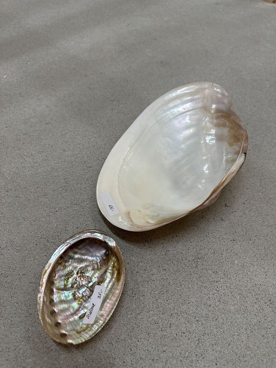 Abalone und grosse Top Muschel in Museumsqualität | Kaufen auf Ricardo