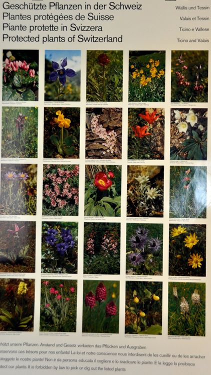 Plakat "Geschützte Pflanzen in der Schweiz: Wallis &" #marX (Gebraucht) in Härkingen für CHF 15 ...