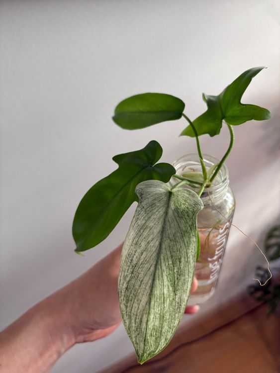 Philodendron Florida Ghost | Kaufen auf Ricardo