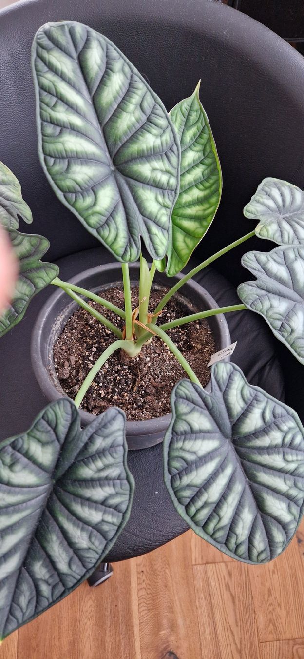 🤩Alocasia Dragon Scale Babyplant (Gebraucht) in Grosswangen für CHF 1 ...