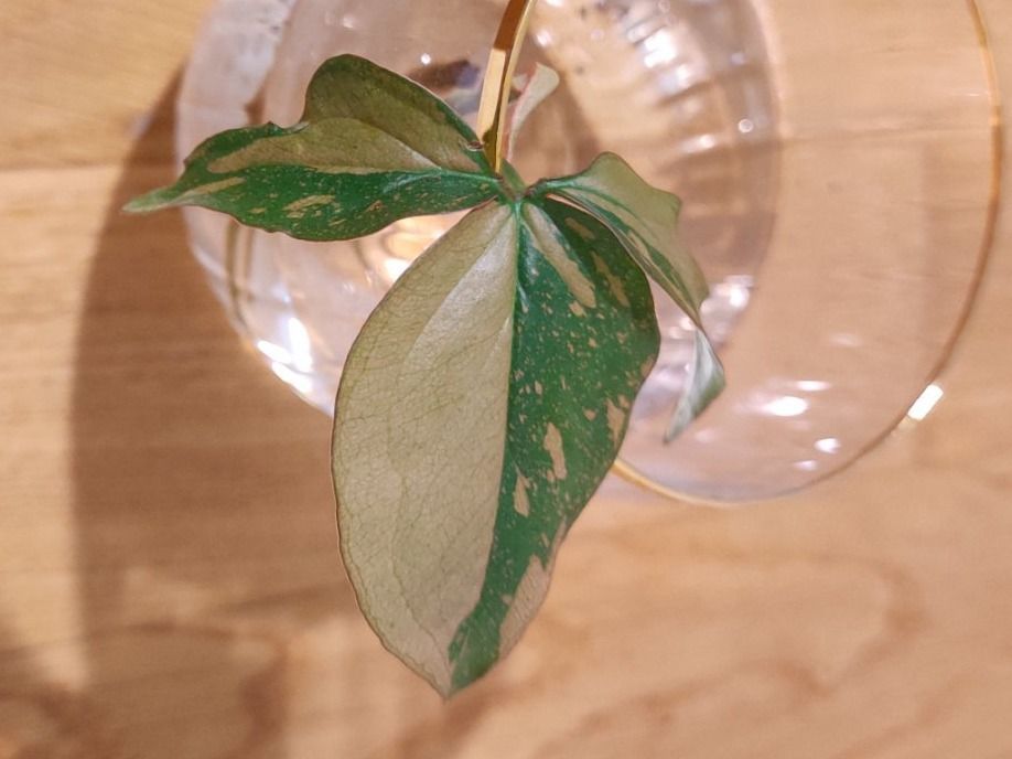 Syngonium red spot/ pink splash Ableger 4 | Kaufen auf Ricardo