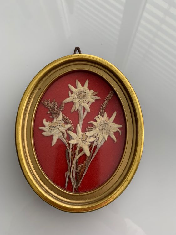 OVALER RAHMEN GETROCKNETEN EDELWEISSBLUMEN VINTAGE (Gebraucht) in ...