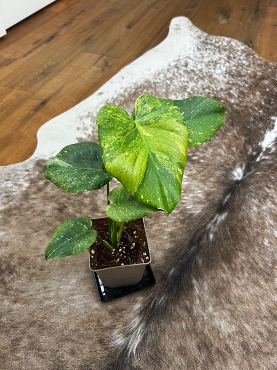 Monstera Thai Constellation ‘Miracle tricolor’ | Kaufen auf Ricardo