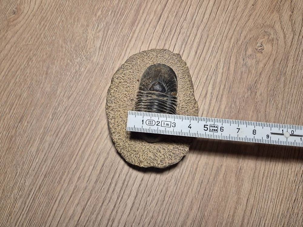 Trilobite fossile authentique sur matrice (Gebraucht) in Sugnens für ...